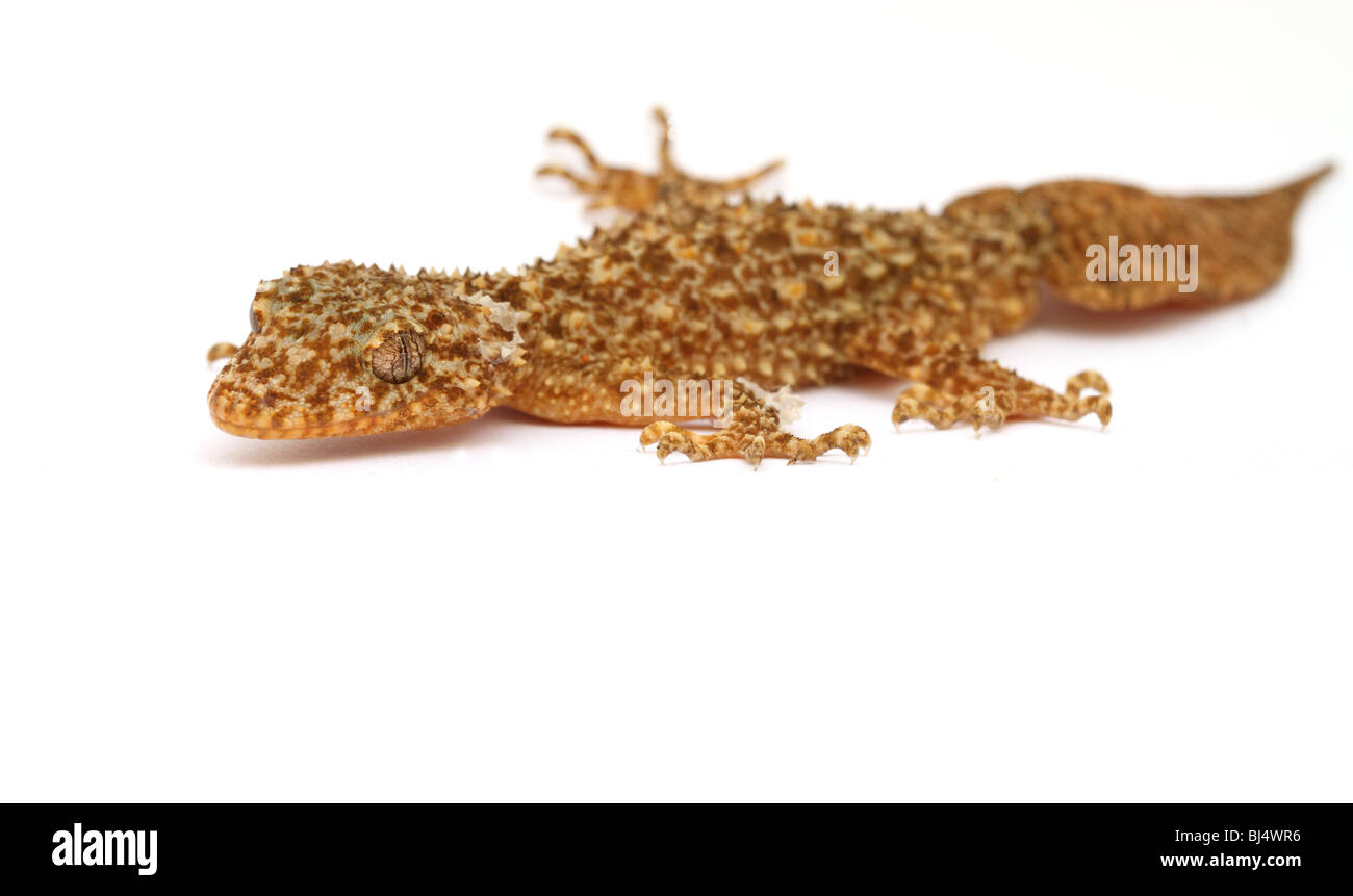Broad tailed gecko hi-res stock photography and images - Alamy