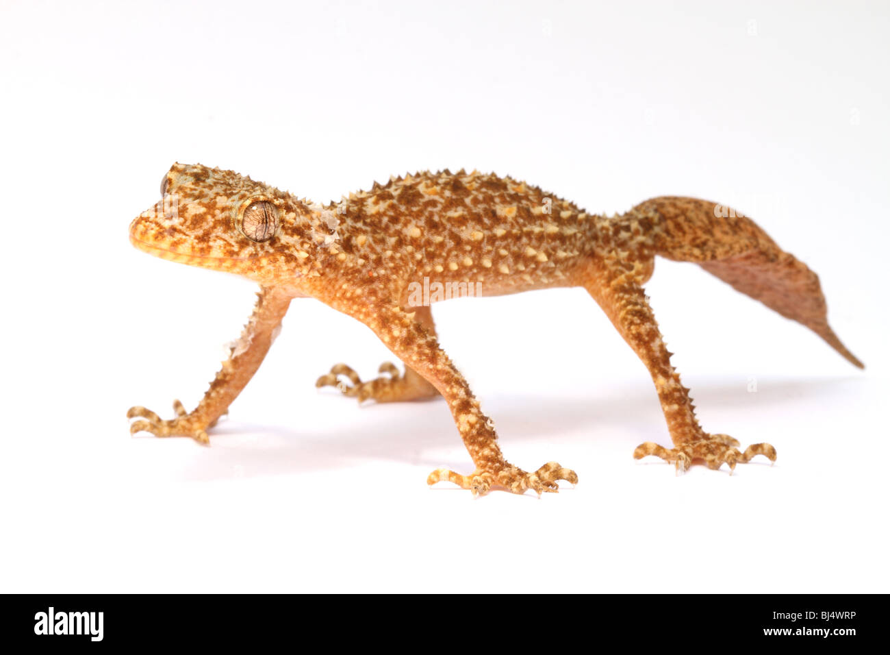 Broad Tailed Gecko High Resolution Stock Photography and Images - Alamy