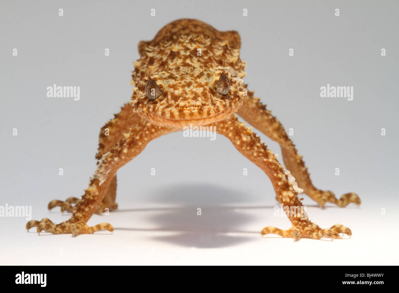 Broad tailed gecko hi-res stock photography and images - Alamy