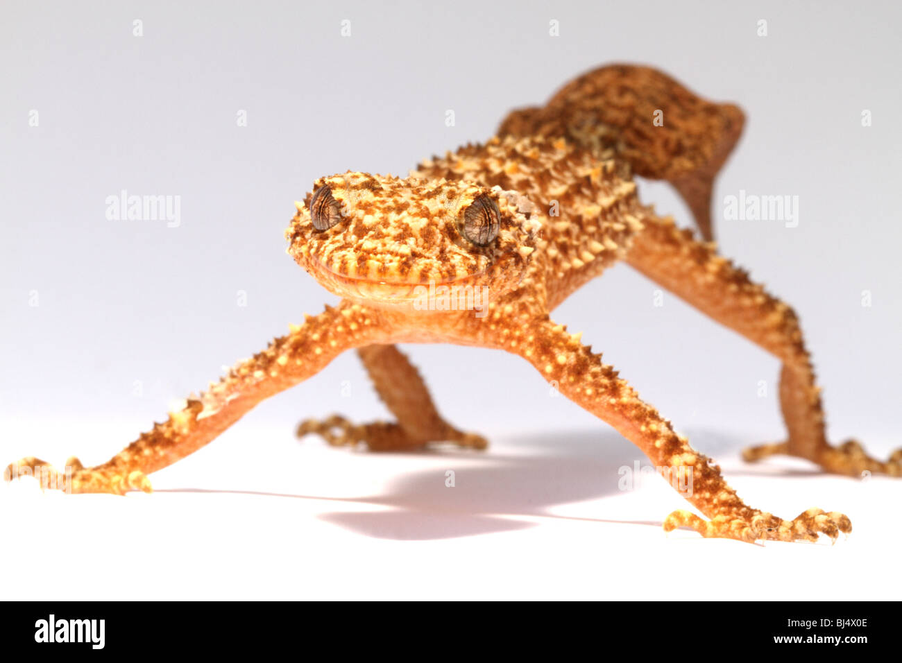 Broad tailed gecko hi-res stock photography and images - Alamy