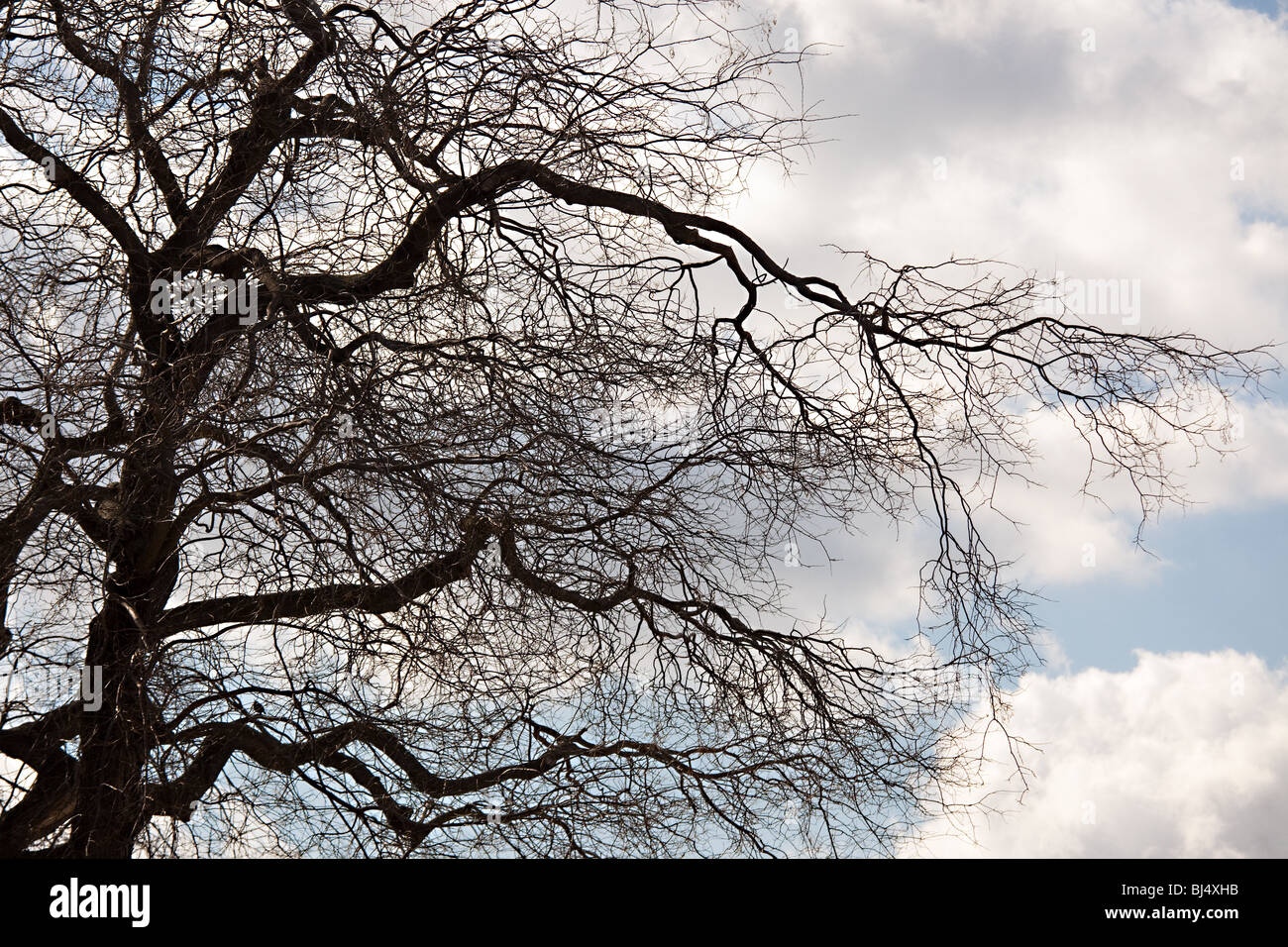 Scary tree silhouette hi-res stock photography and images - Alamy