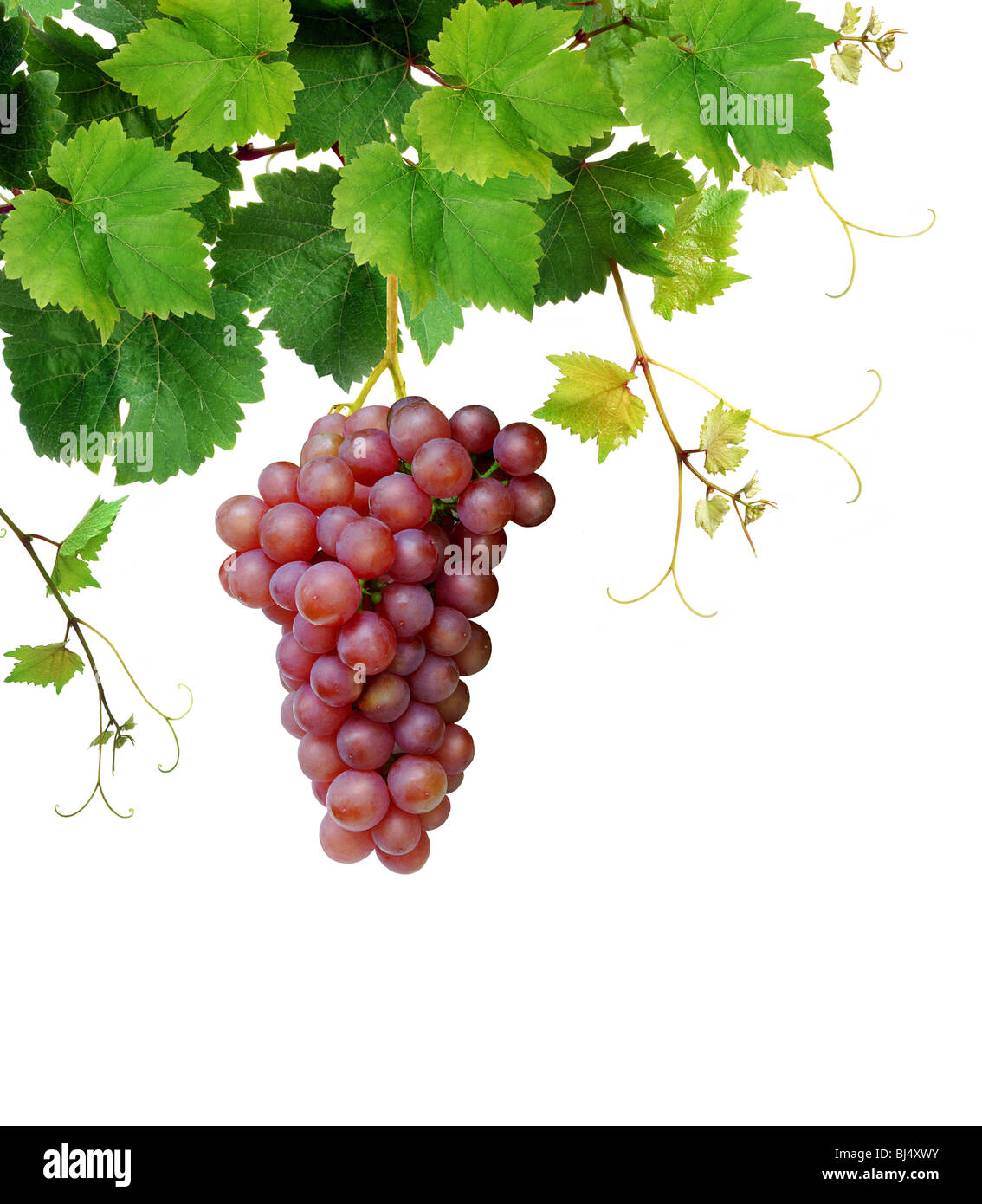 Fresh grapevine with pink grape cluster Stock Photo - Alamy