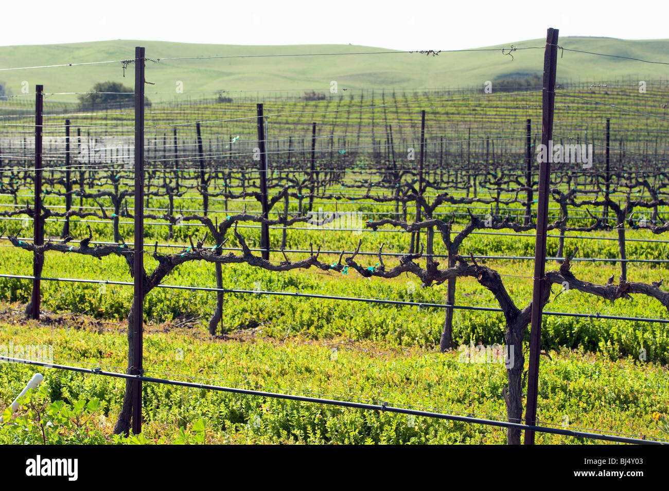 dormant grapevines in the green growth of spring in the central coast ...