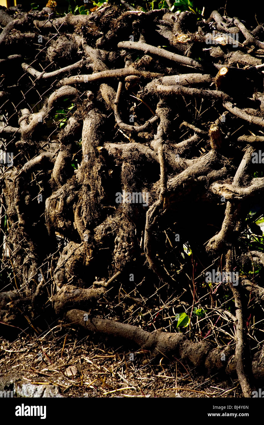 The tangled roots of Algerian Ivy vine on a chain link fence illustrate ...