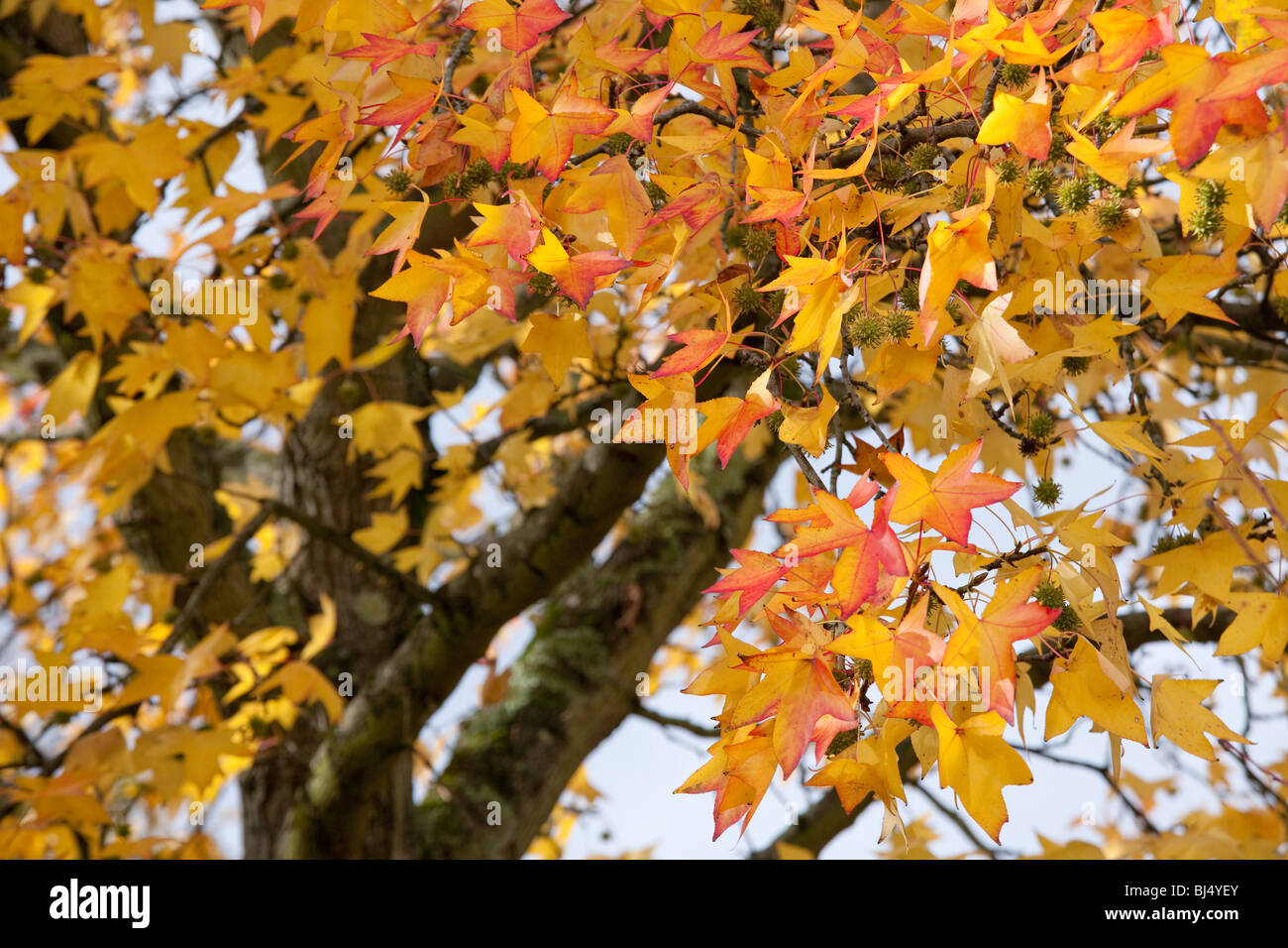 colorful autumn leaves on liquidambar tree Stock Photo - Alamy