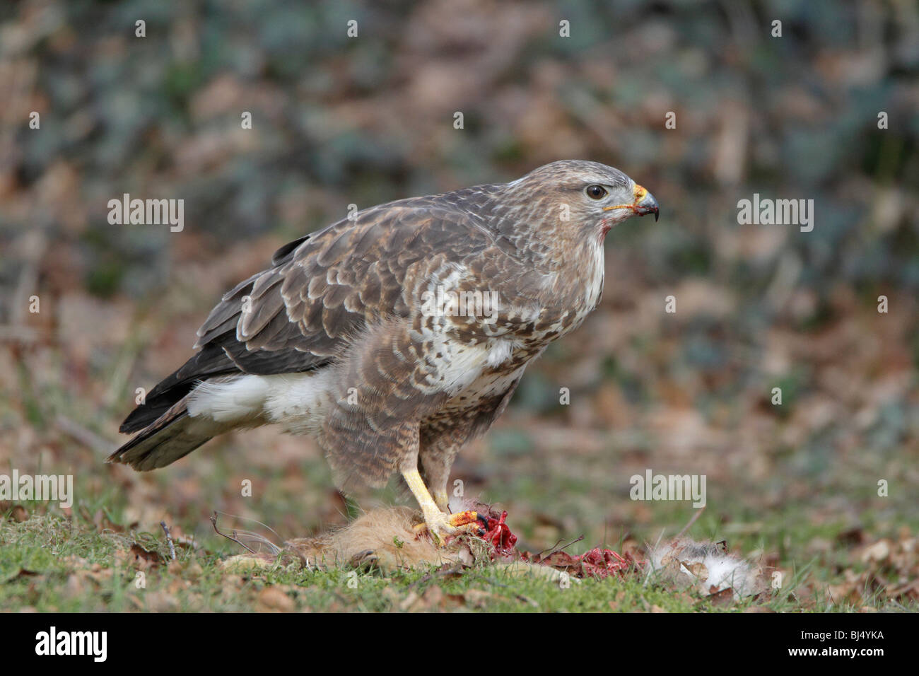 Wild Common Buzzard eating a Hare Stock Photo - Alamy