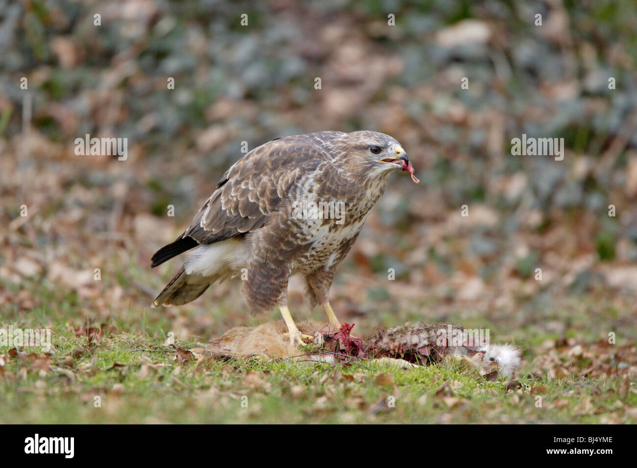 Wild Common Buzzard eating a Hare Stock Photo - Alamy