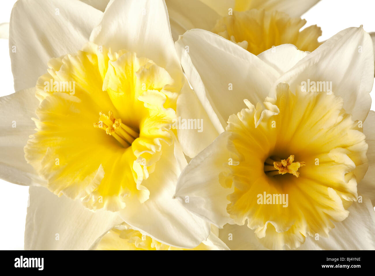White Spring Daffodil Flower Bunch Isolated on White Background Stock ...