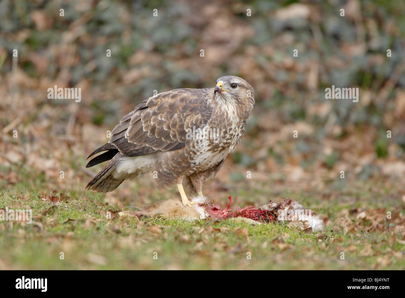 Wild Common Buzzard eating a Hare Stock Photo - Alamy