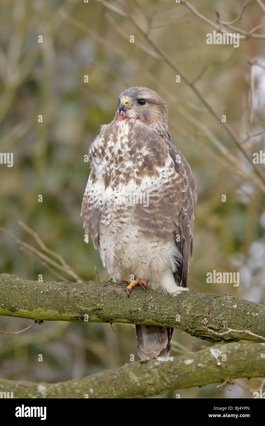 Buzzard tree hi-res stock photography and images - Alamy