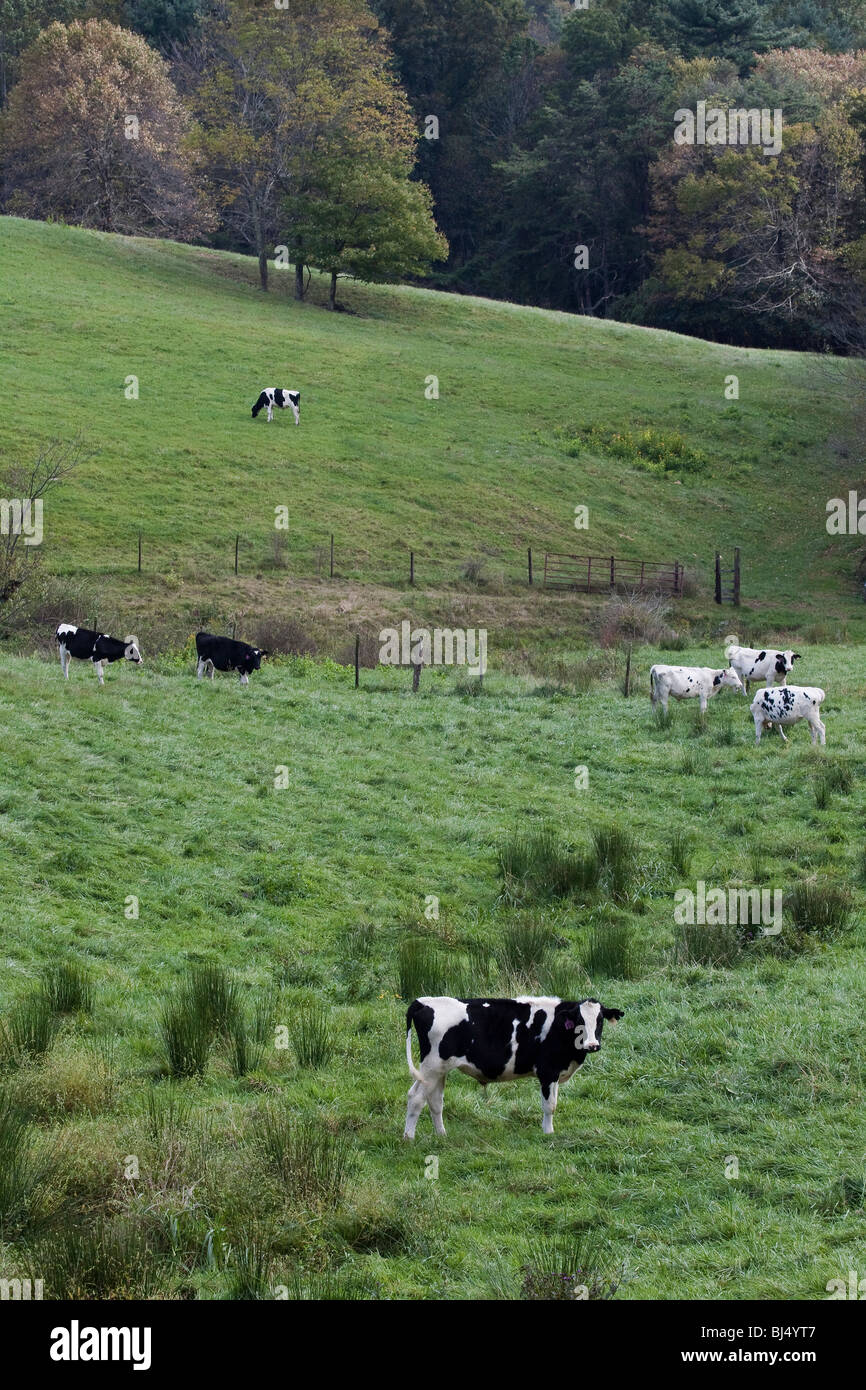 American farming in Virginia USA US North America rural landscape ...