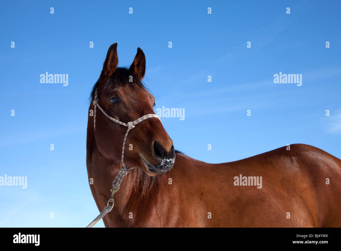 Mars equestrian hi-res stock photography and images - Alamy