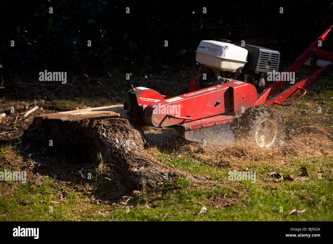 Tree stump grinding machine grinding out a tree stump Stock Photo - Alamy
