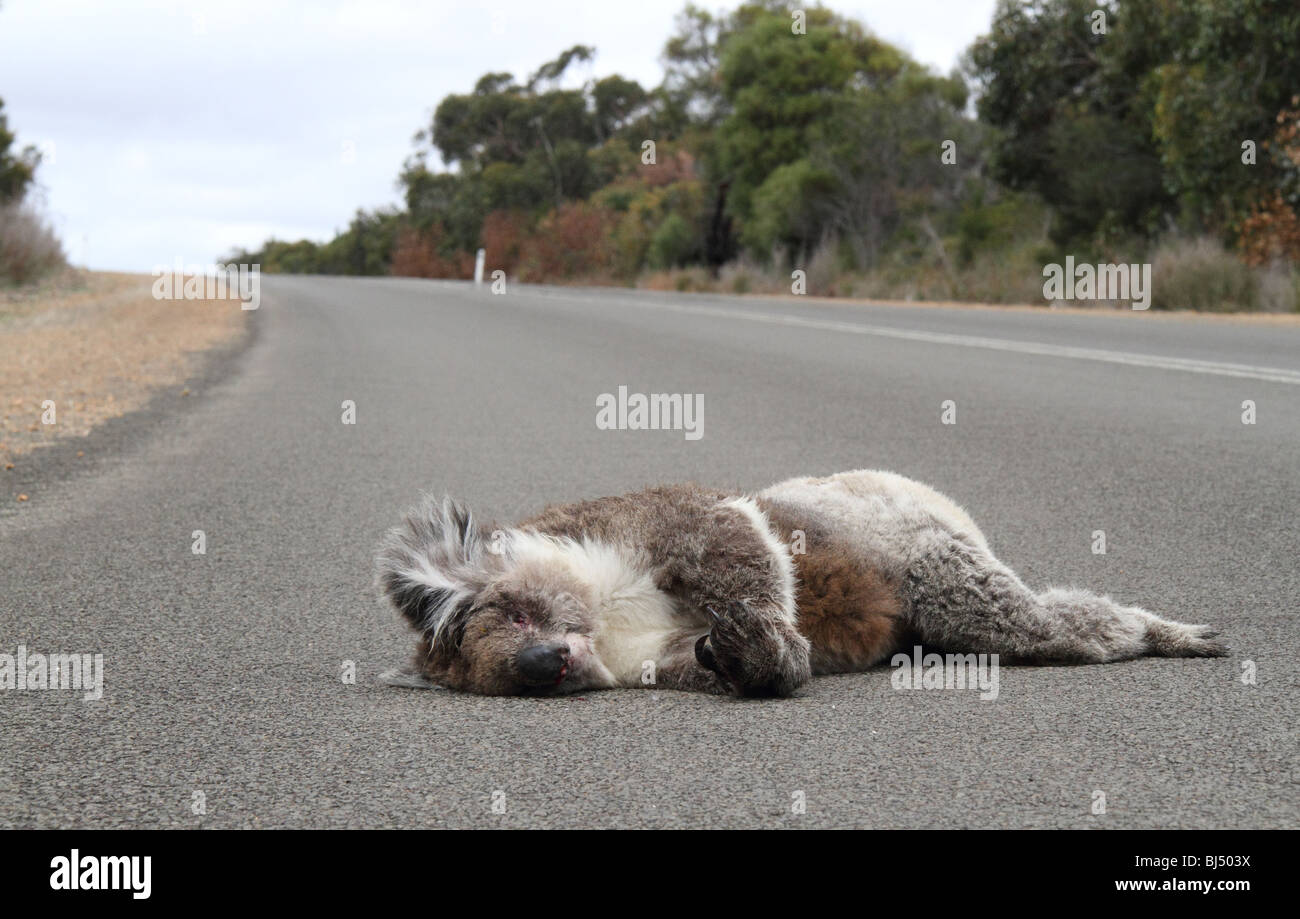 Road kill hi-res stock photography and images - Alamy