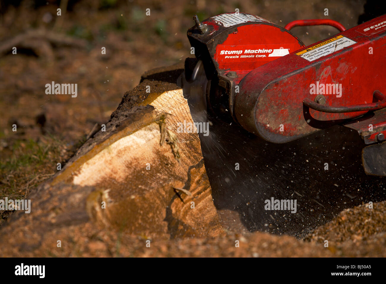Tree stump grinding machine grinding out a tree stump Stock Photo - Alamy