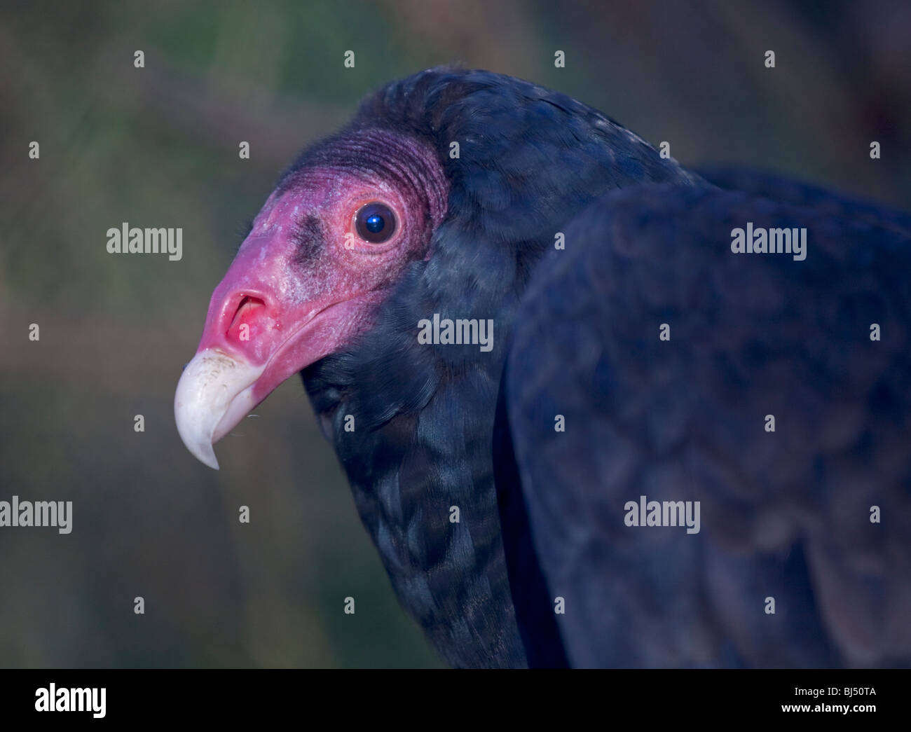 Vulture turkey vultures hi-res stock photography and images - Alamy