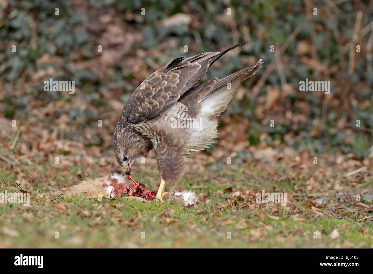 Wild Common Buzzard eating a Hare Stock Photo - Alamy