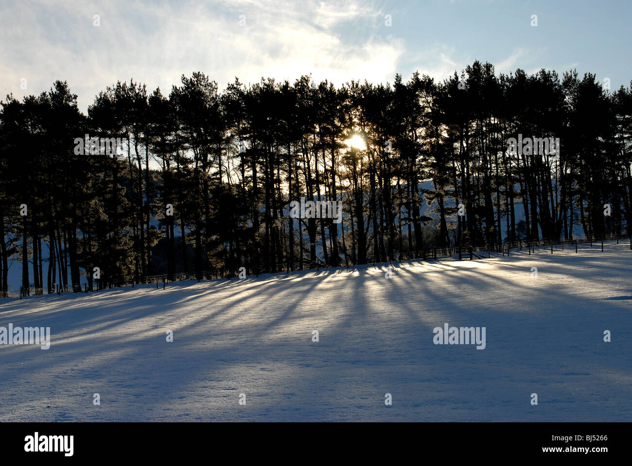 Sunlight filtered through a tree hi-res stock photography and images ...
