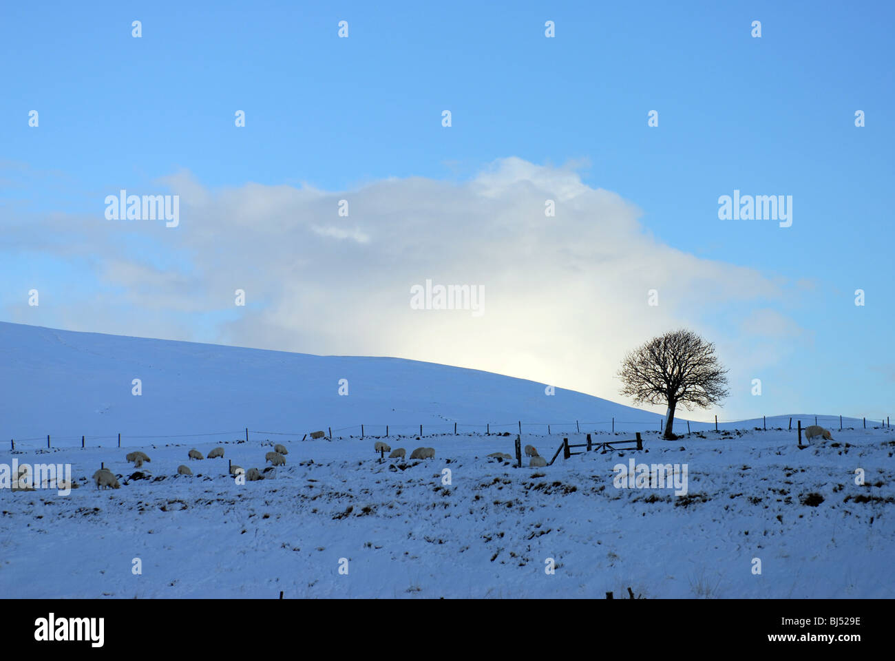 Lone tree snow hi-res stock photography and images - Alamy