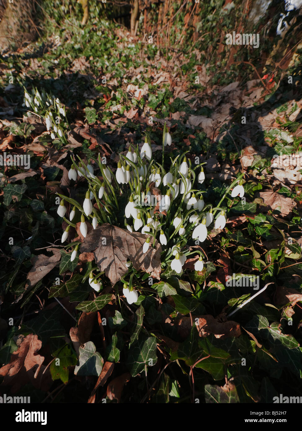 Snowdrops st leonard’s hi-res stock photography and images - Alamy