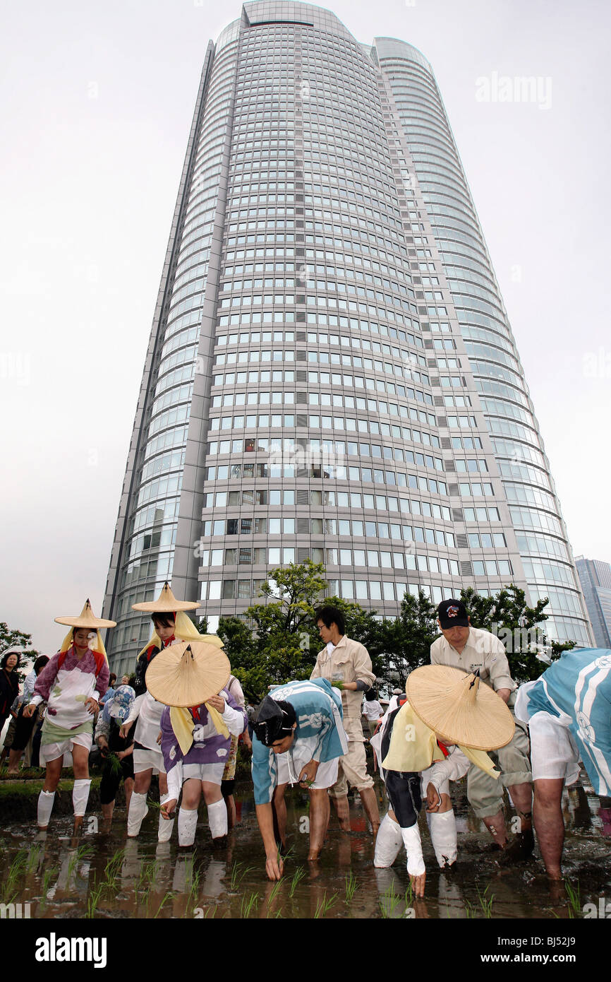 Tokyo residents dressed in traditional garb plant rice in a rice paddy ...
