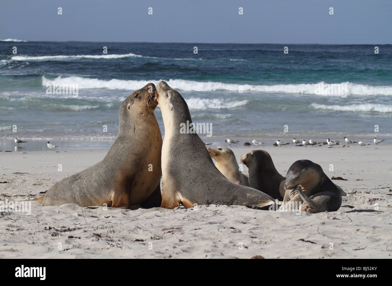 Lions on beach hi-res stock photography and images - Alamy