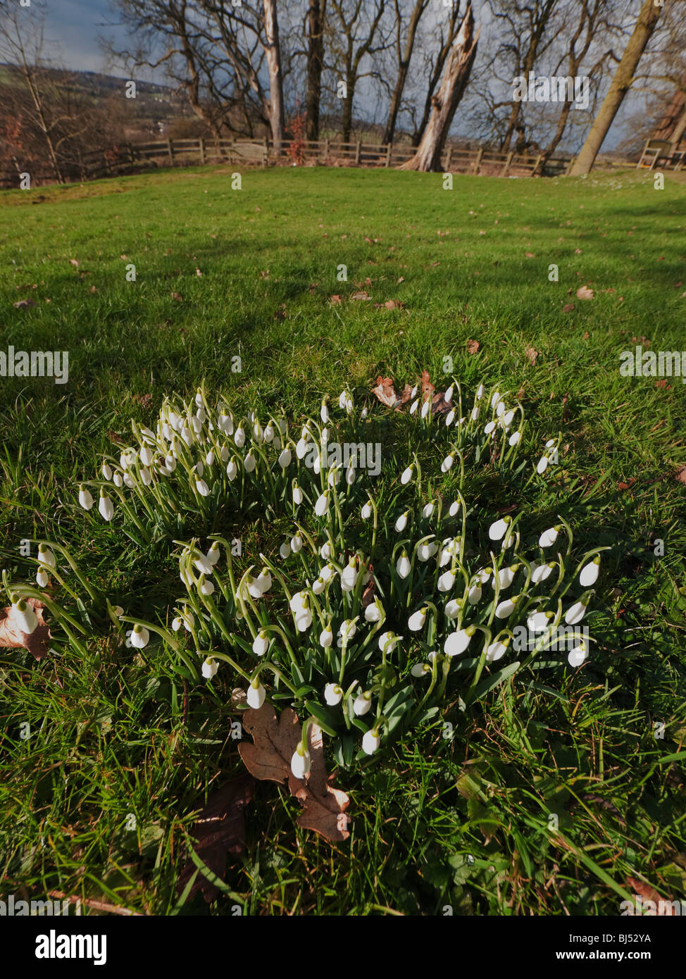 Snowdrops st leonard’s hi-res stock photography and images - Alamy