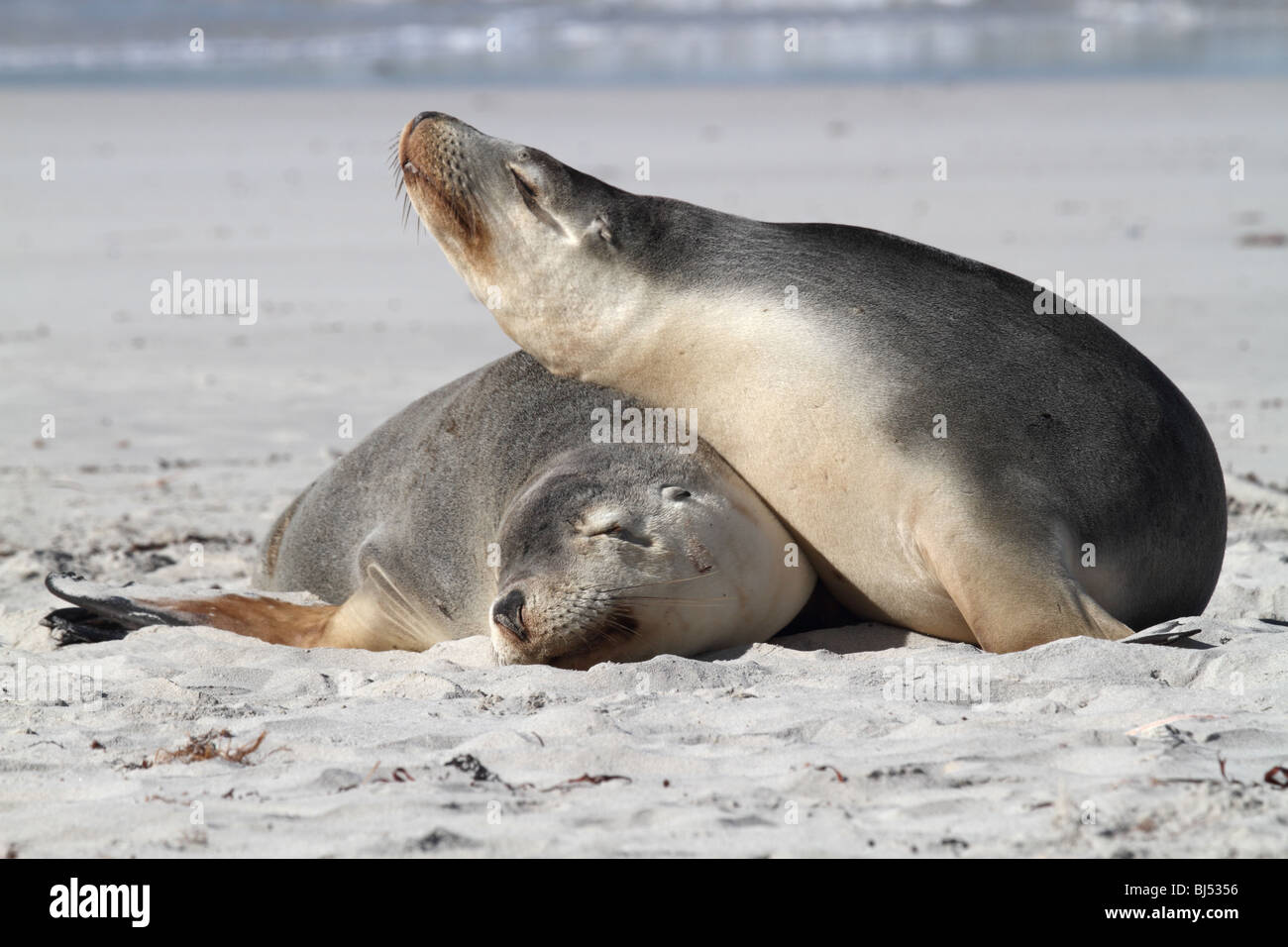 Lions on beach hi-res stock photography and images - Alamy