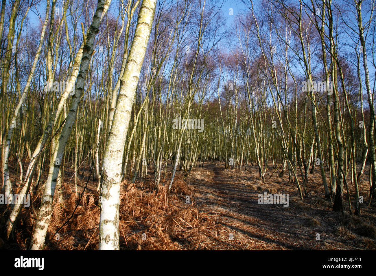 Common silver birch hi-res stock photography and images - Alamy
