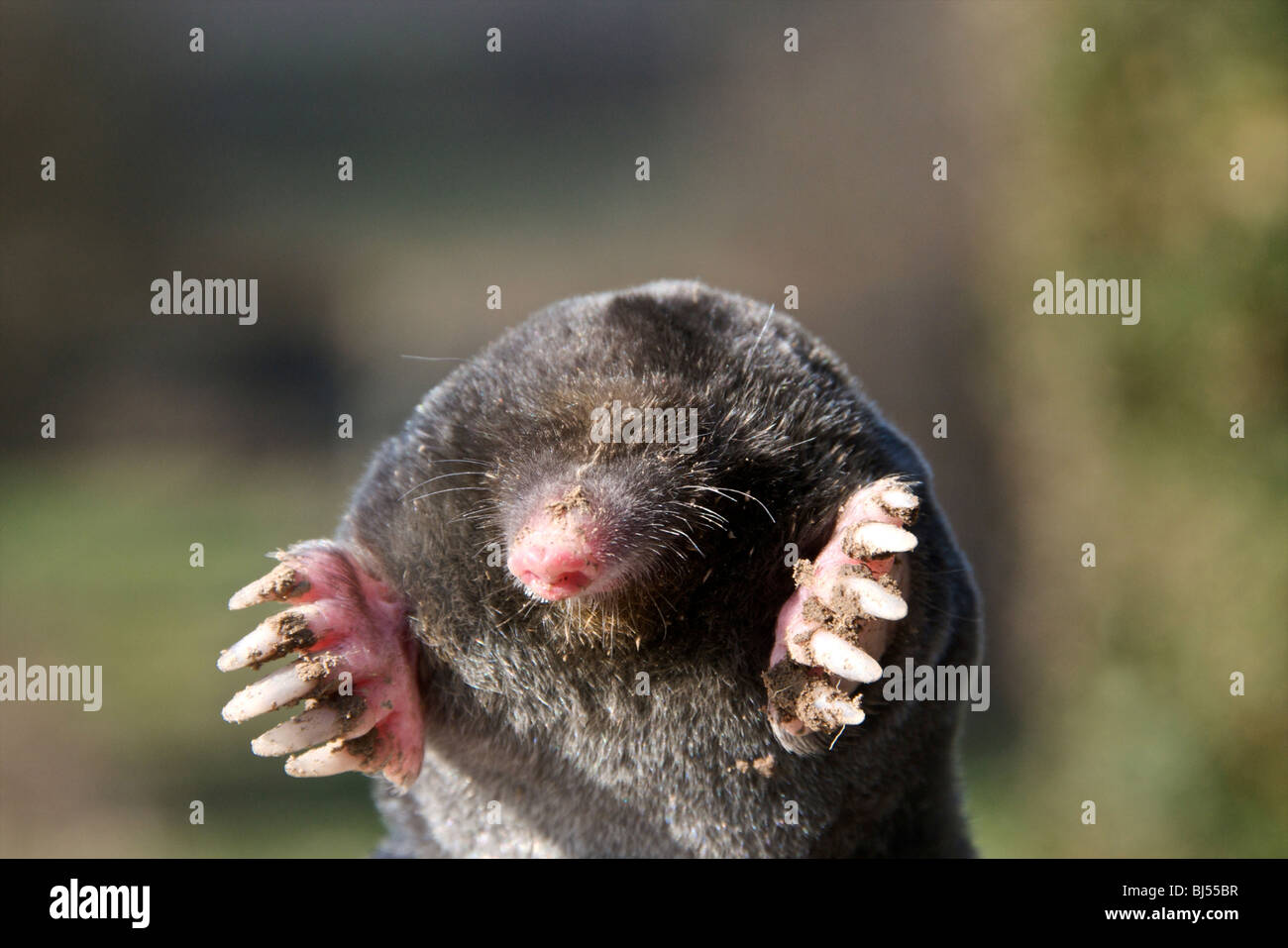 Mole tunnel hi-res stock photography and images - Alamy