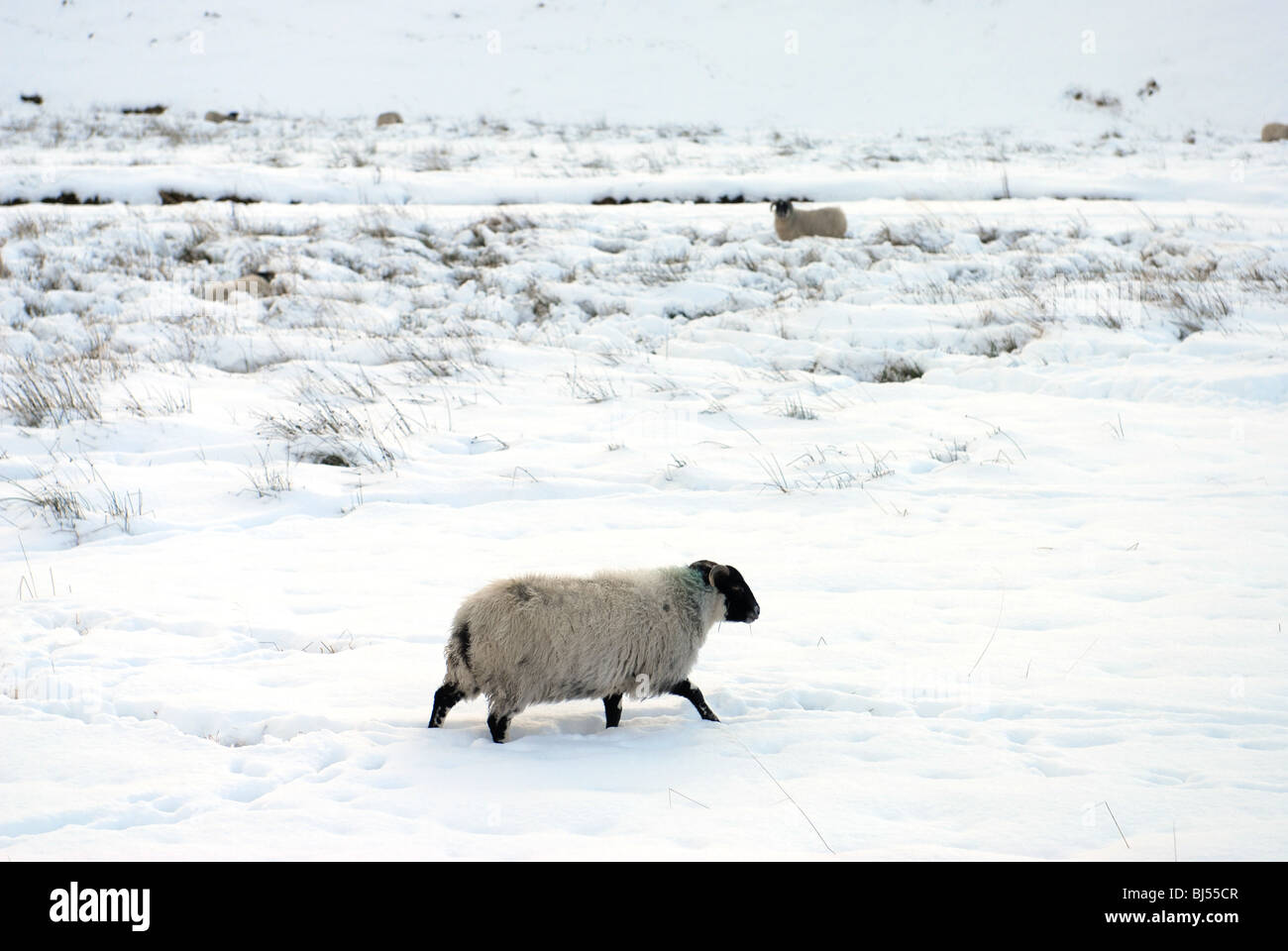 Sheep on the lookout for food in a frozen and snowy Scottish Glen Stock ...