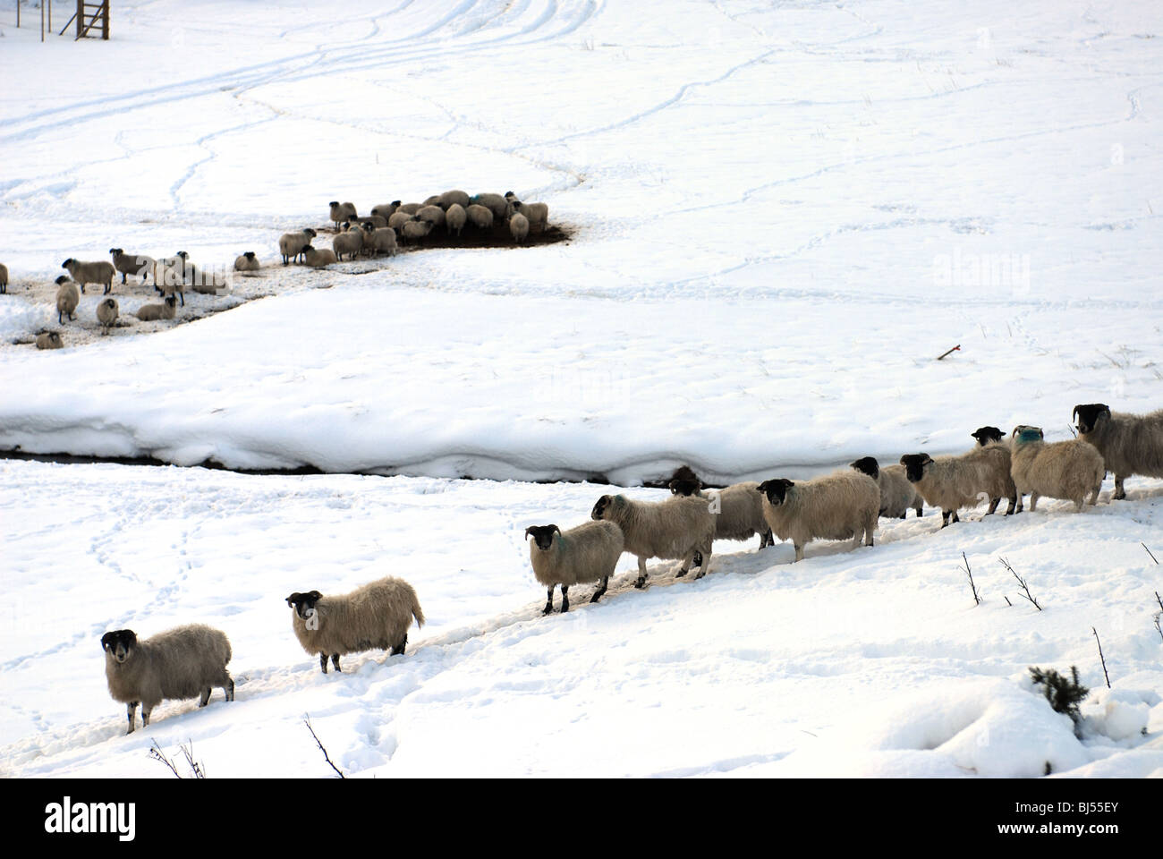 Sheep on the lookout for food in a frozen and snowy Scottish Glen Stock ...