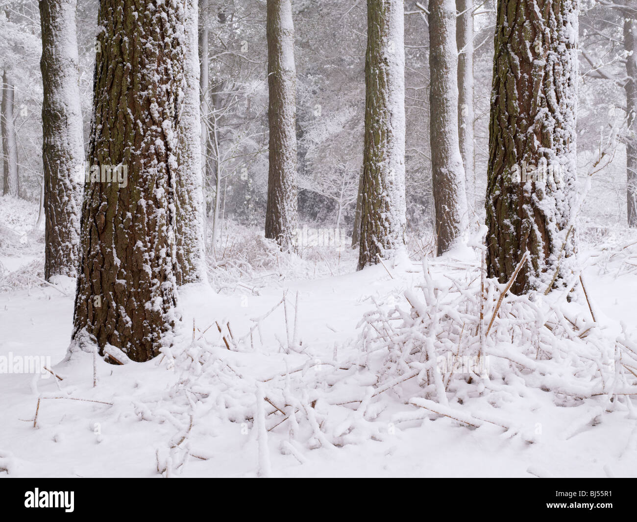 Snowy wood, England, Surrey, Pitch Hill, near Ewhurst Stock Photo - Alamy
