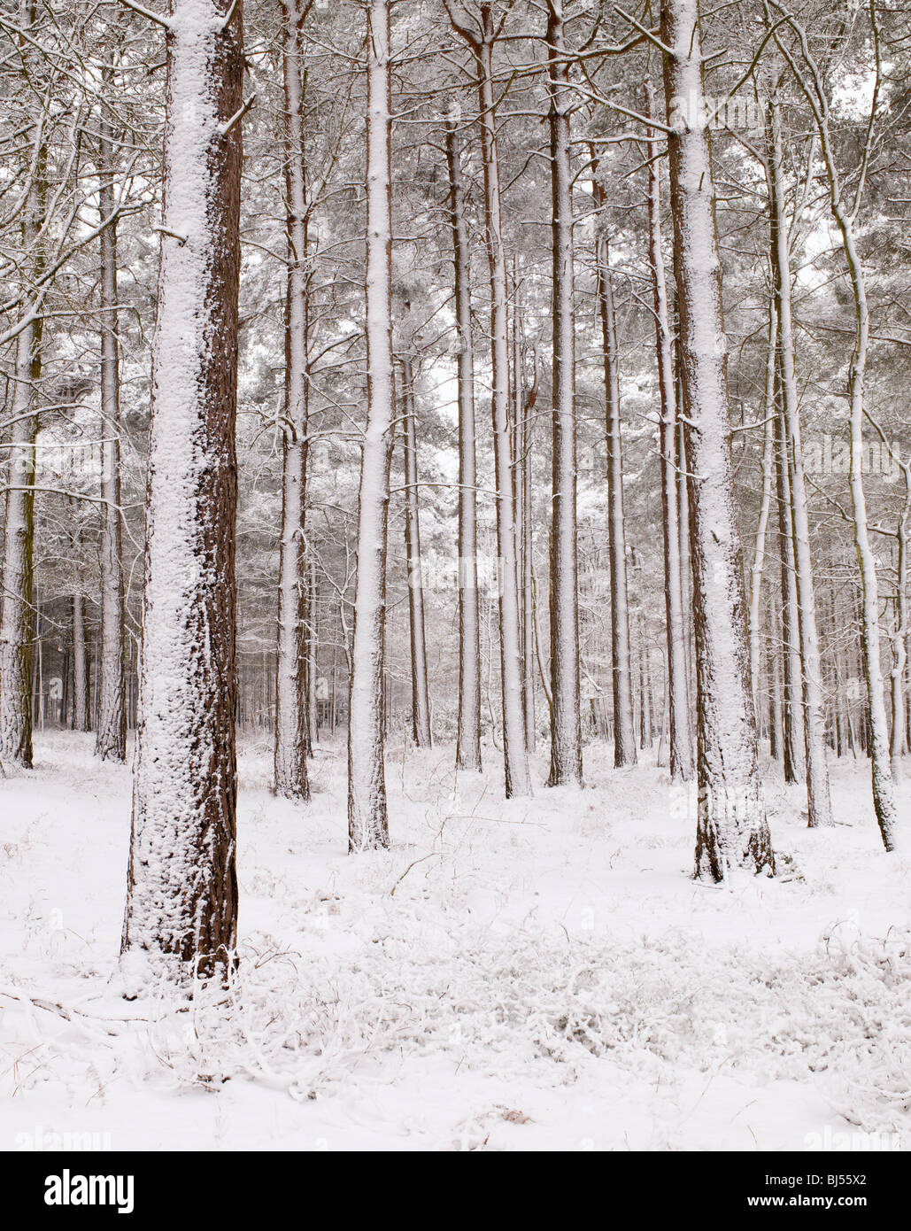 Snowy wood, England, Surrey, Pitch Hill, near Ewhurst Stock Photo - Alamy