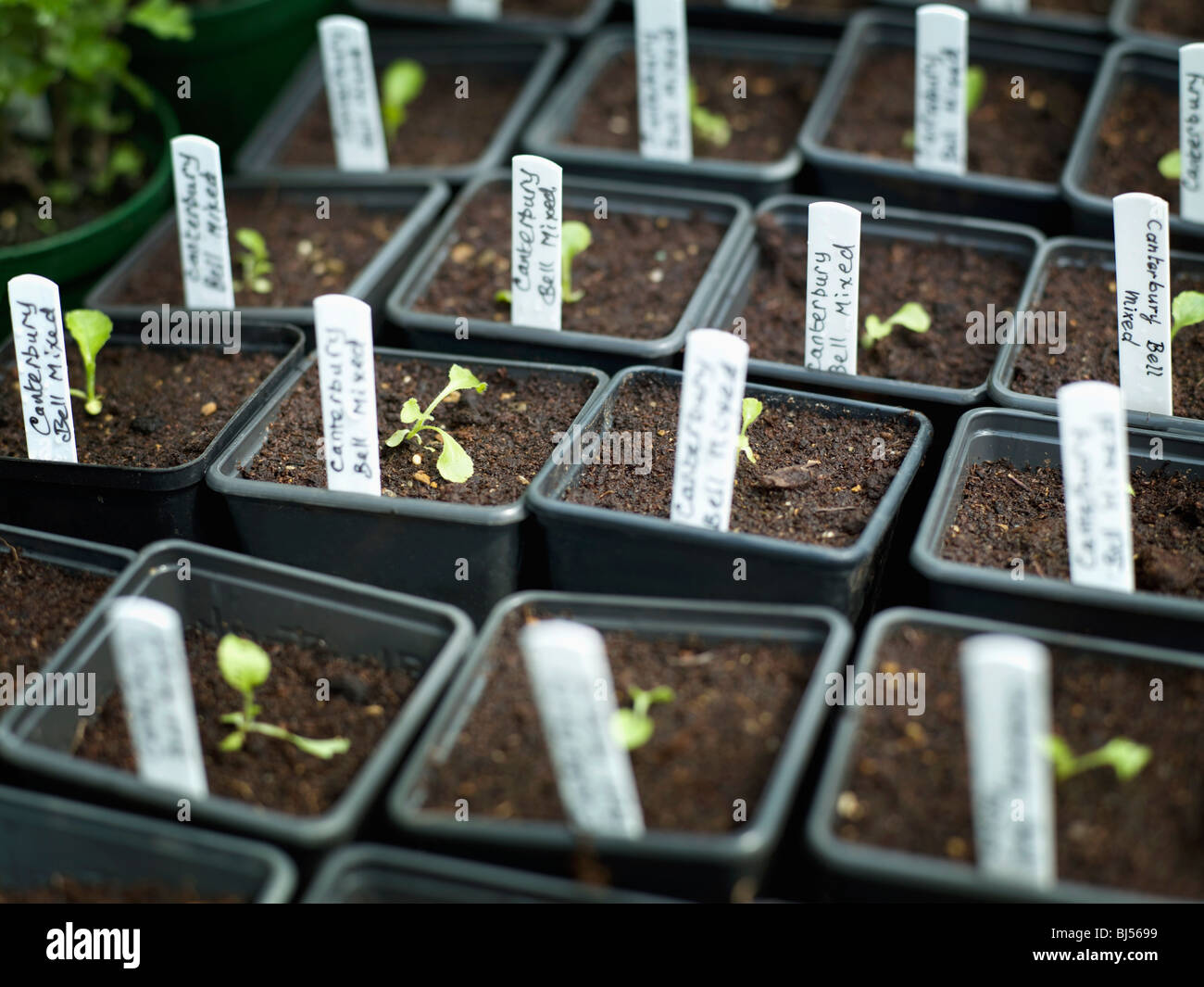Little saplings in pots Stock Photo - Alamy