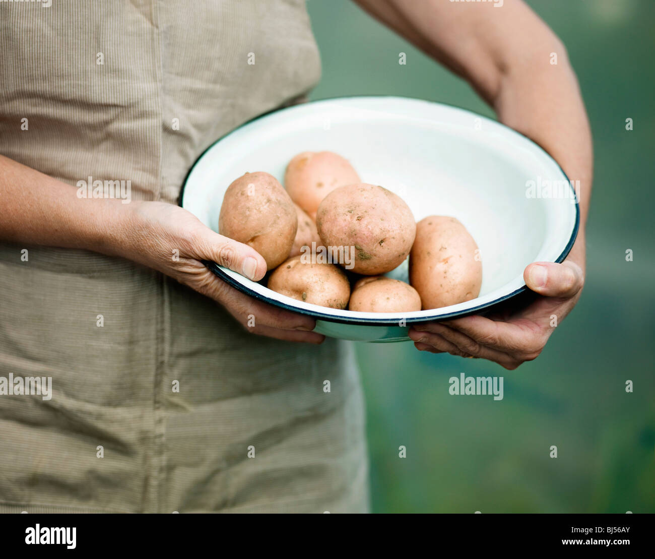 Mature growth potatoes hi-res stock photography and images - Alamy