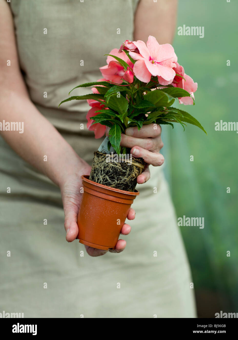 A pink flowering pot plant Stock Photo - Alamy
