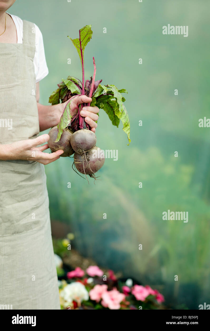 A female holding some Beetroots Stock Photo - Alamy
