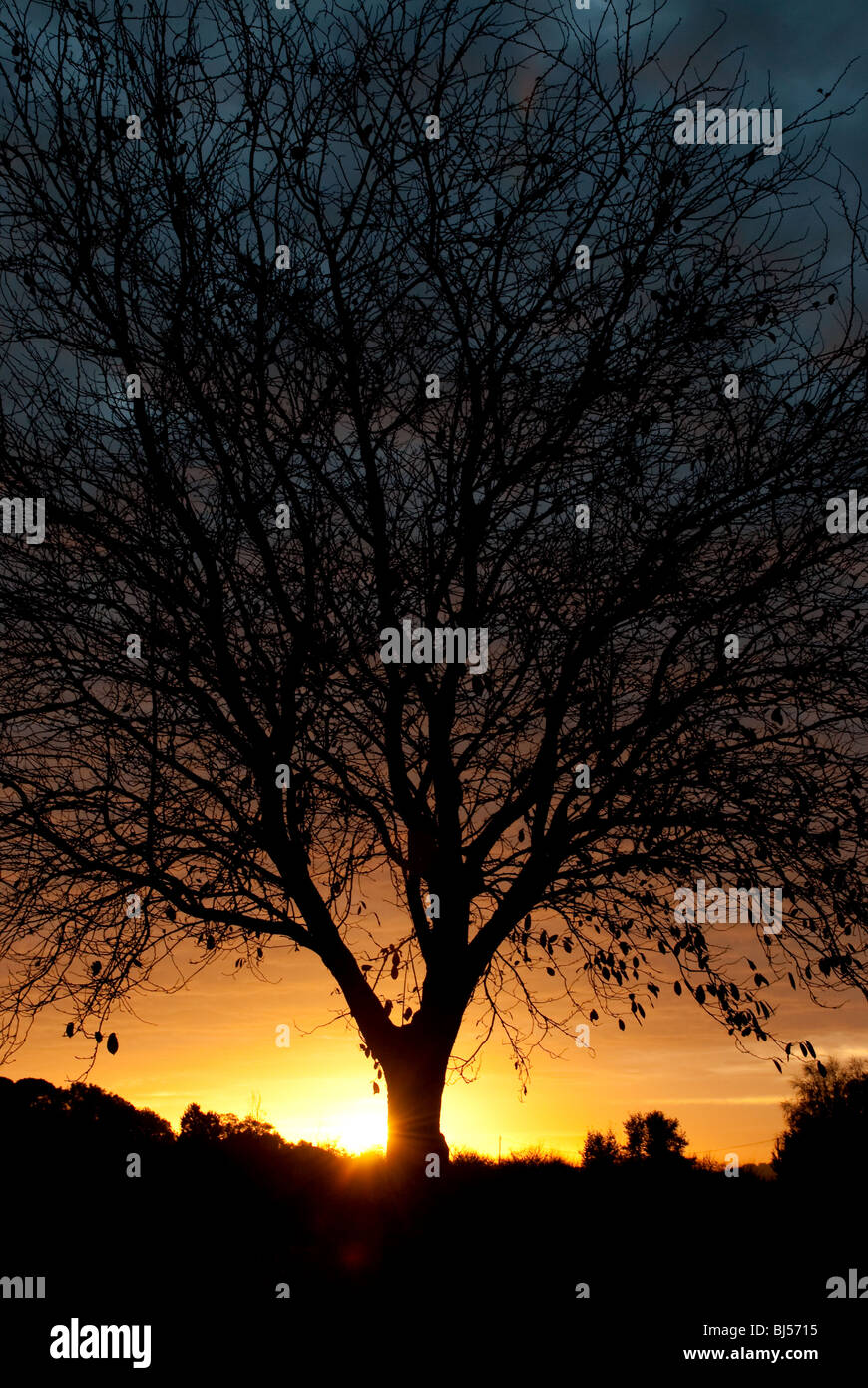Silhouette of tree against sunrise Stock Photo - Alamy