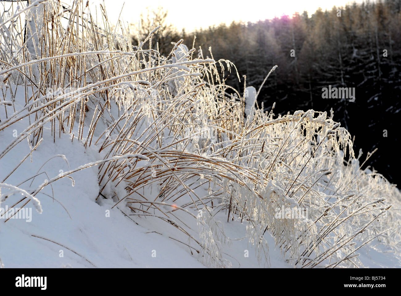 Rime, hoar frost or frozen dew creates magical patterns on grass and ...