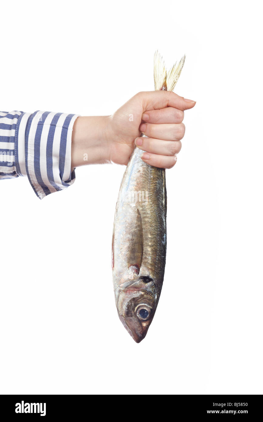 Cook woman holding a fresh fish isolated on white background Stock ...