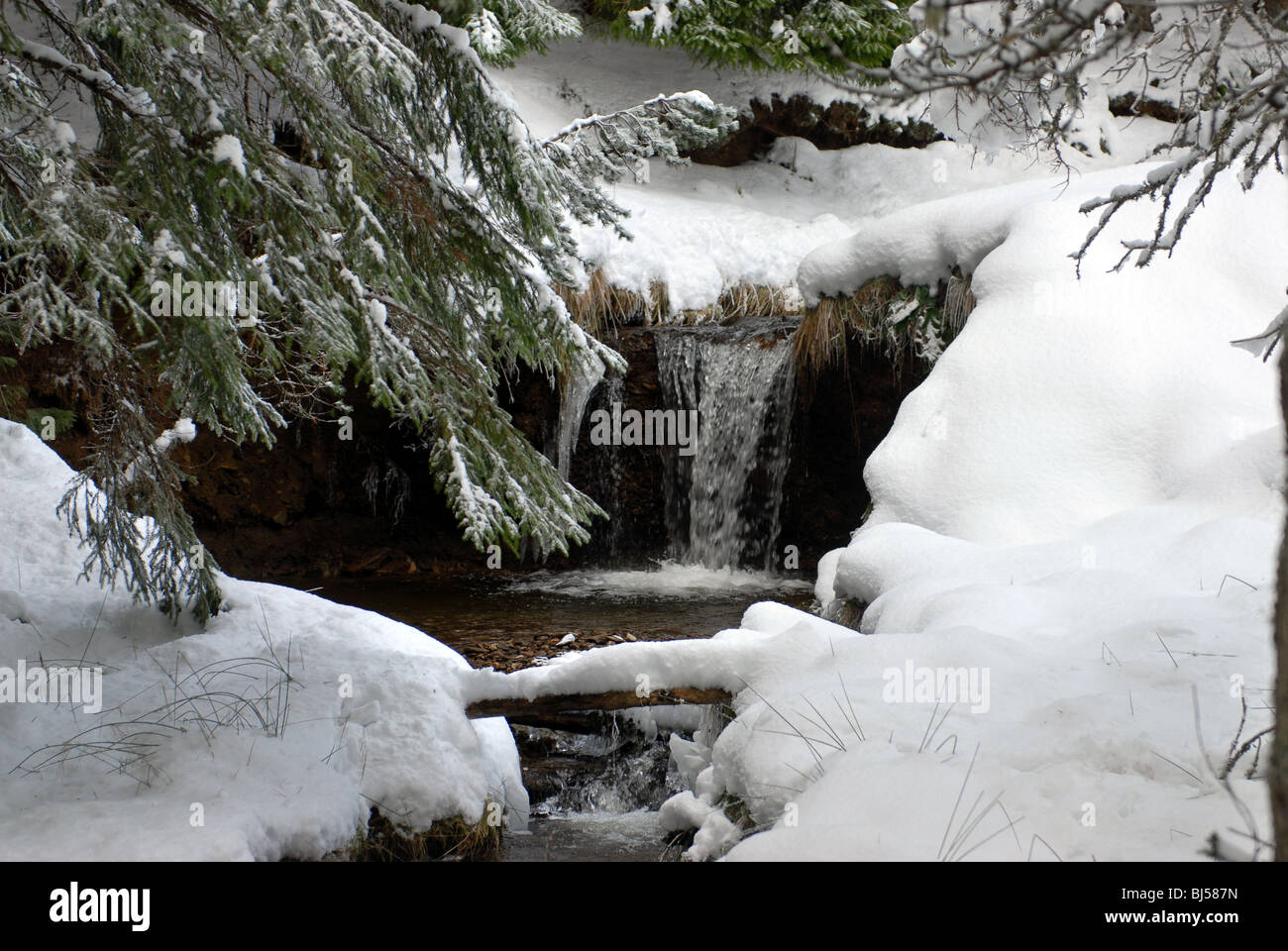 Winter snow on the trees within the Ben Newe Plantation Strathdon ...