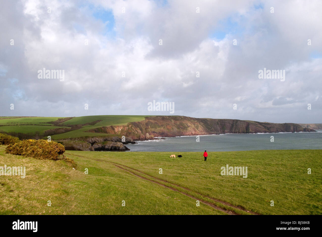 Barafundle bay pembrokeshire dog hi-res stock photography and images ...