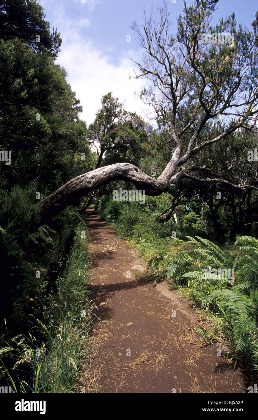 Levada do Risco, popular walking path in Rabacal, Madeira Stock Photo ...
