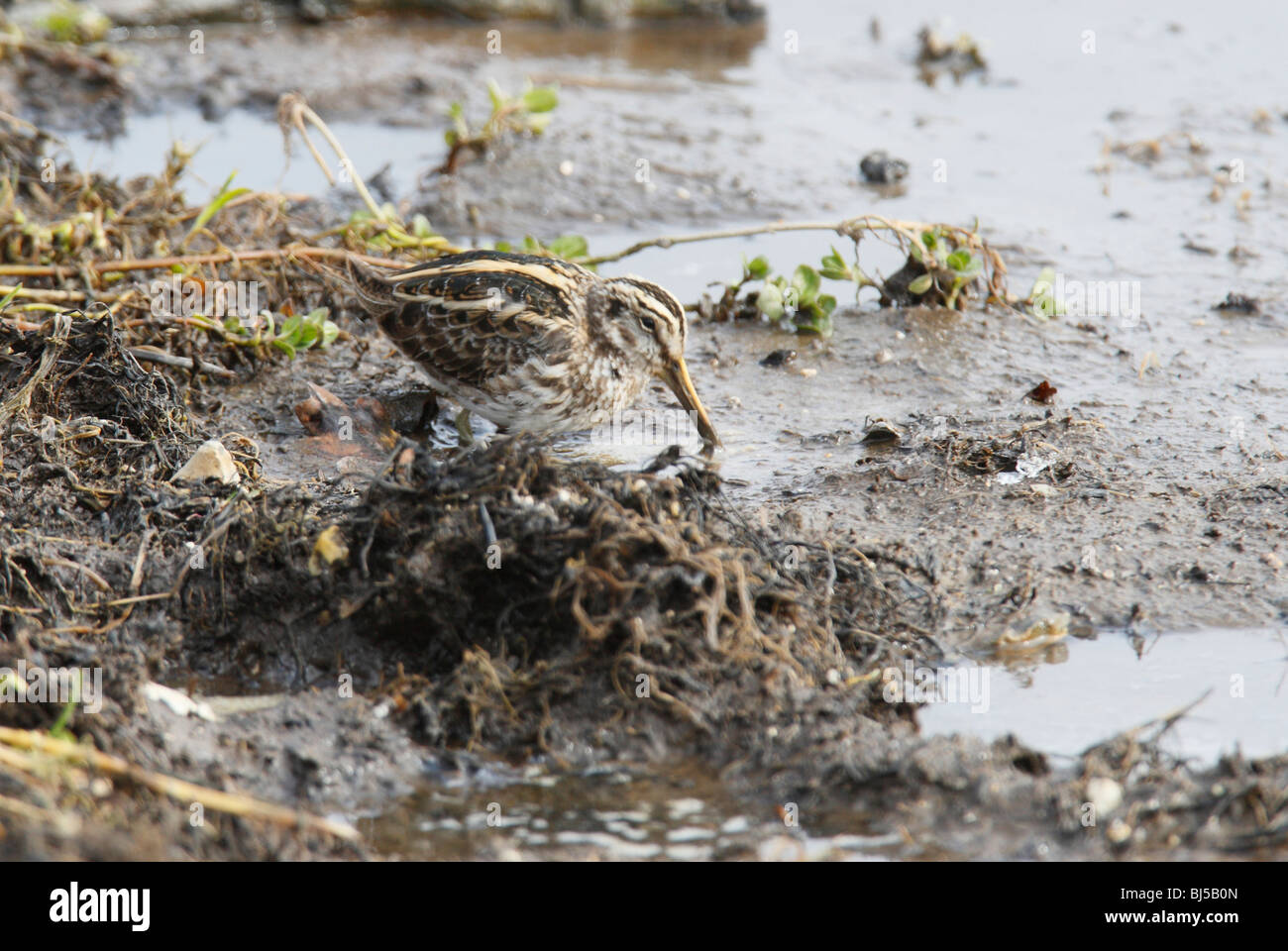 Jack Snipe feeding Stock Photo - Alamy