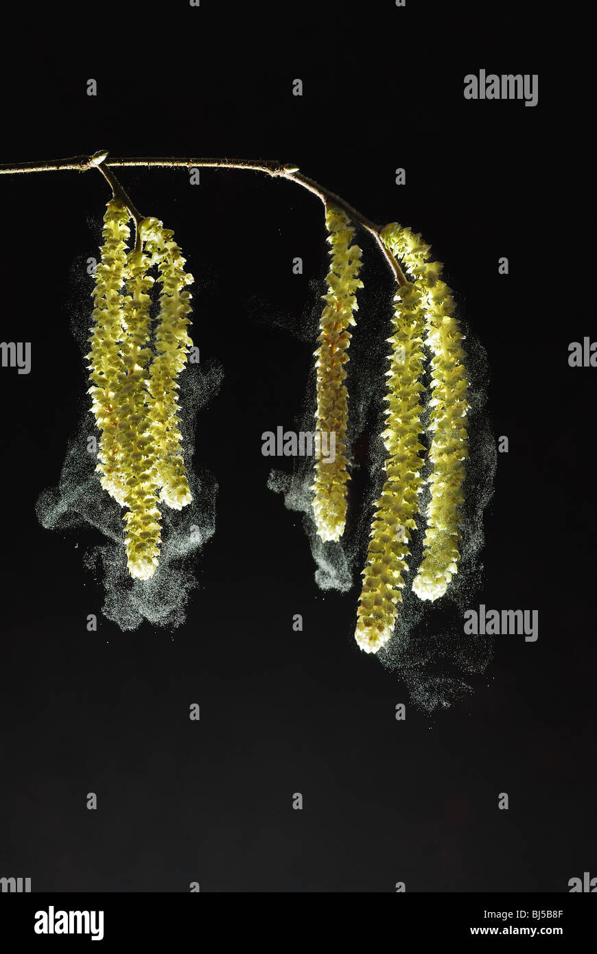 Uk hazel catkin pollen hi-res stock photography and images - Alamy