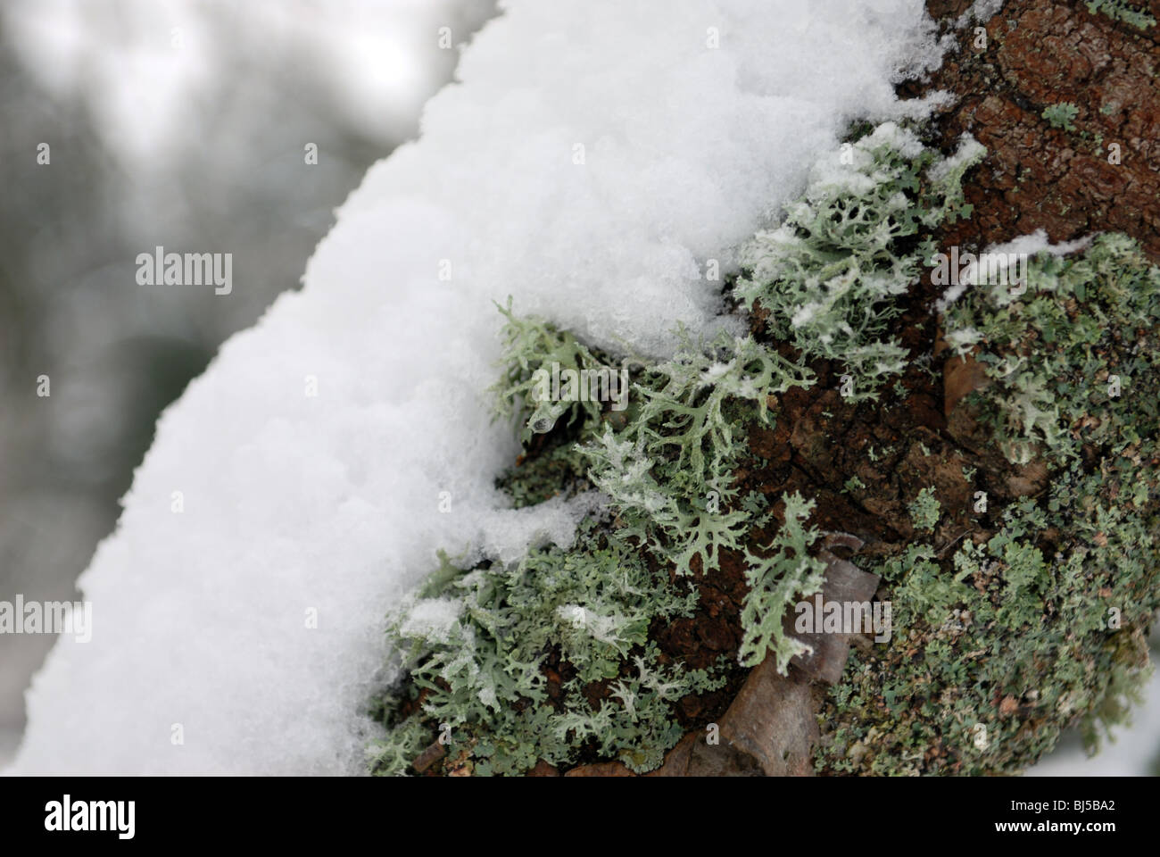 lichen and snow on a tree in winter within the Cairngorms National Park ...