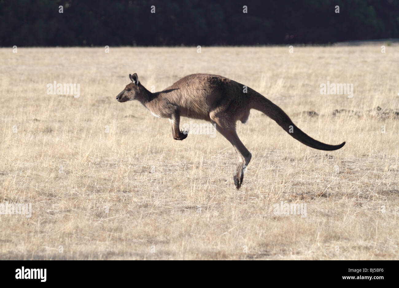 Western Grey gray kangaroo hopping Stock Photo - Alamy