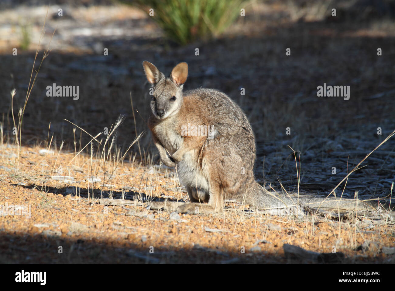 Tammar hi-res stock photography and images - Alamy