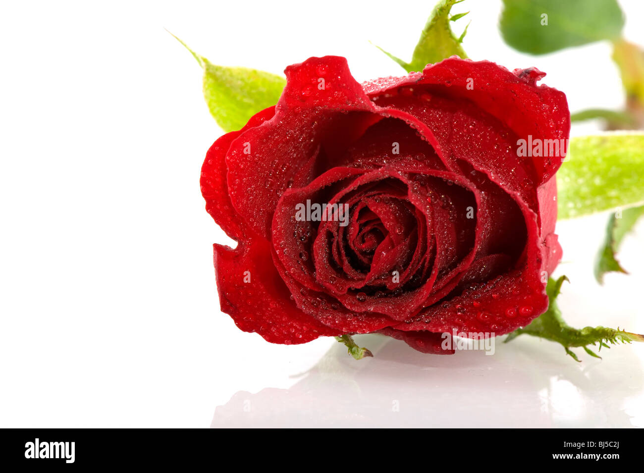 Single red rose with water drops on white background Stock Photo - Alamy